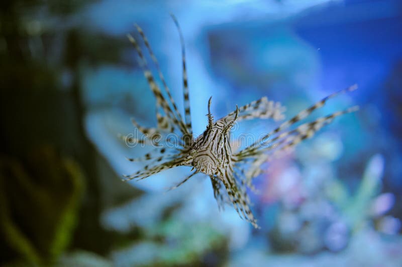 Sea Life: Exotic Tropical Coral Reef Stock Image - Image of colorful ...