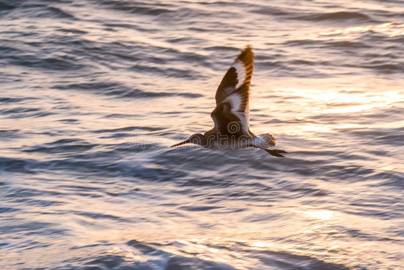 Sea Life in Flightq stock photo. Image of american, vacation - 68818916