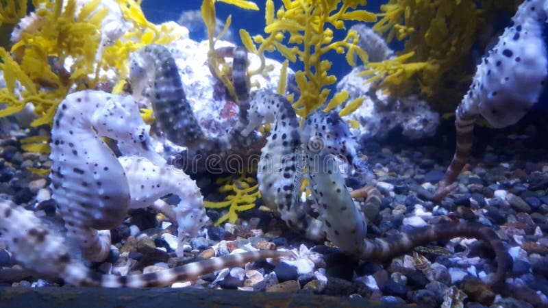 Sea life stock photo. Image of life, exhibit, seahorses - 126980672
