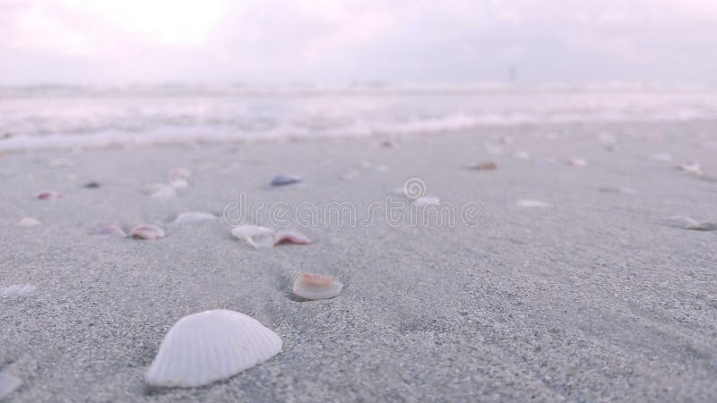 Sea life shell love sand stock photo. Image of shell - 190977646