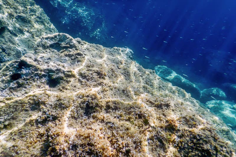 Sea Life Underwater Rocks Sunlight, Underwater Life Stock Image - Image ...