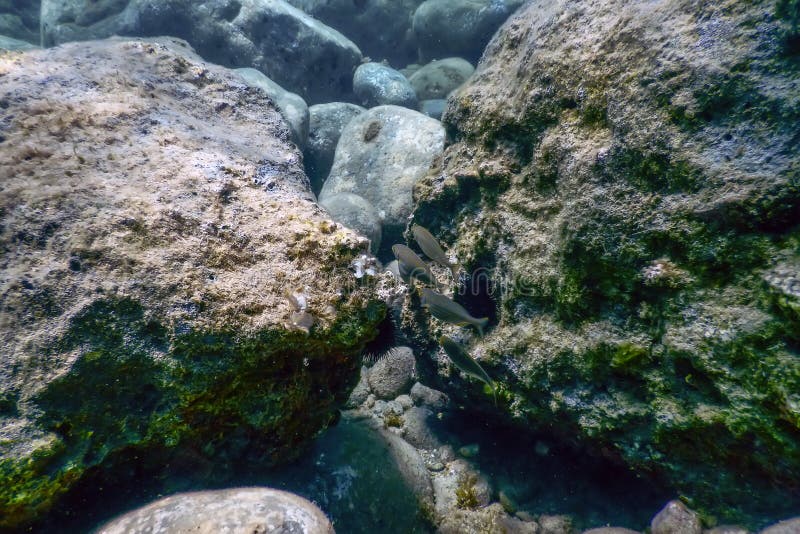 Sea Life Underwater Rocks Sunlight, Underwater Life Stock Image - Image ...