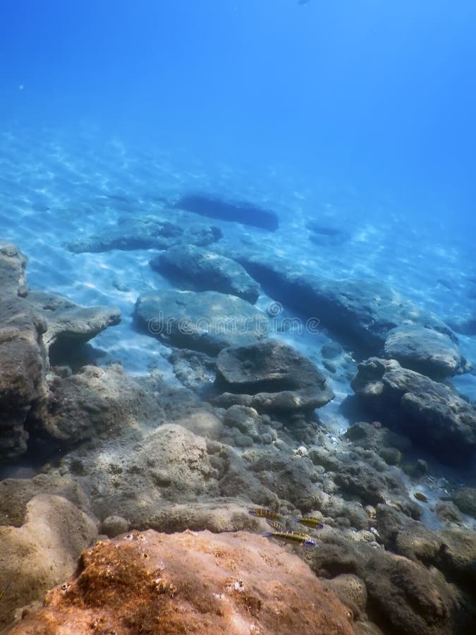 Sea Life Underwater Rocks Sunlight, Underwater Life Stock Image - Image ...