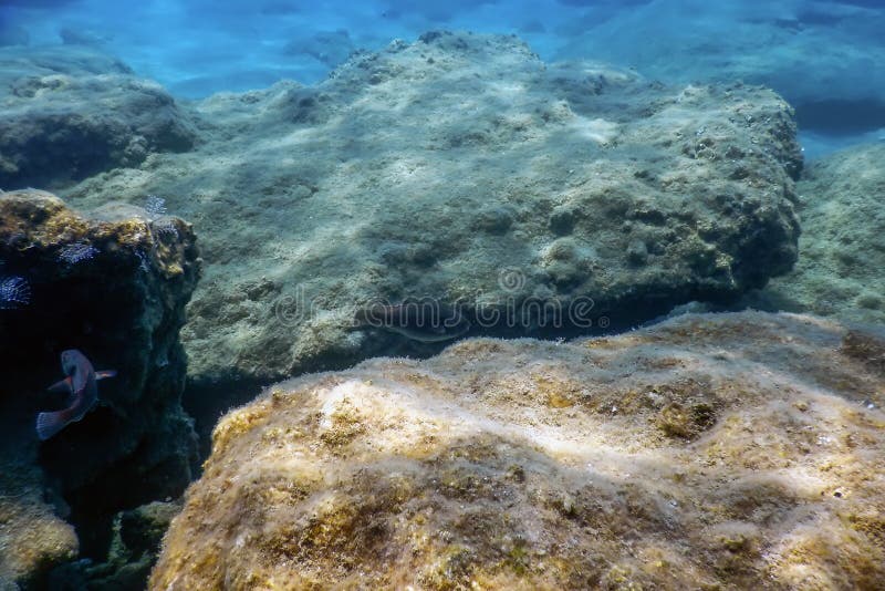 Sea Life Underwater Rocks Sunlight, Underwater Life Stock Photo - Image ...