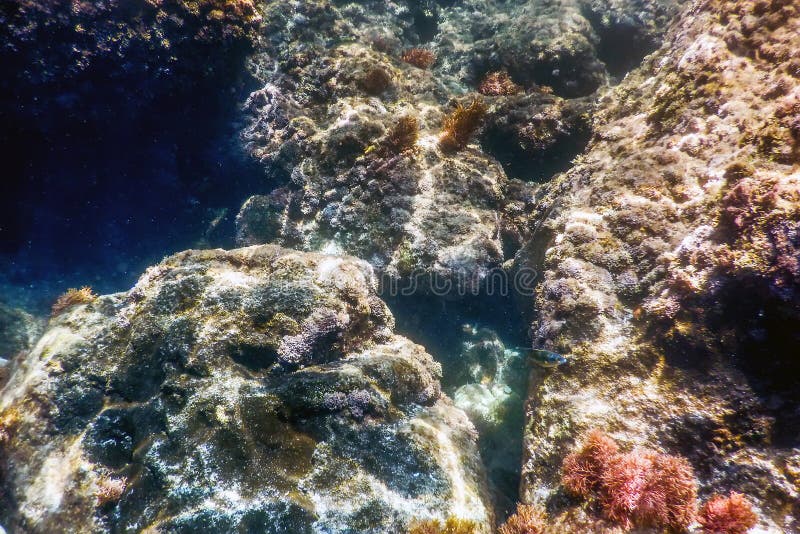 Sea Life Underwater Rocks Sunlight, Underwater Stock Image - Image of ...
