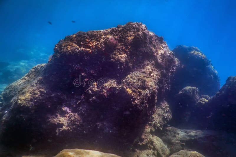 Sea Life Underwater Rocks Sunlight, Underwater Life Stock Photo - Image ...