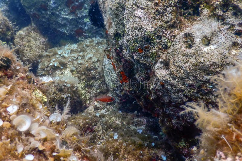 Sea Life Underwater Rocks Sunlight, Underwater Life Stock Image - Image ...
