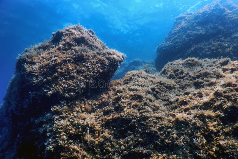 Sea Life Underwater Rocks Sunlight, Underwater Life Stock Photo - Image ...