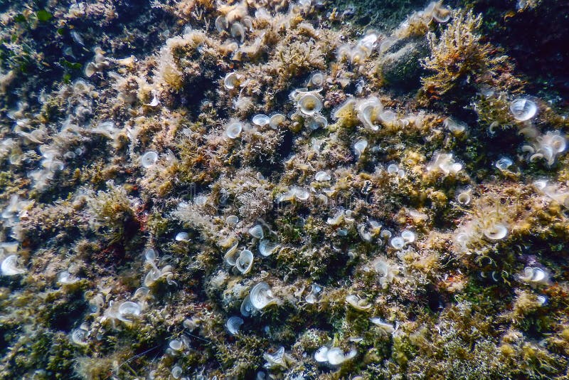 Sea Life Underwater Rocks Sunlight, Underwater Life Stock Photo - Image ...