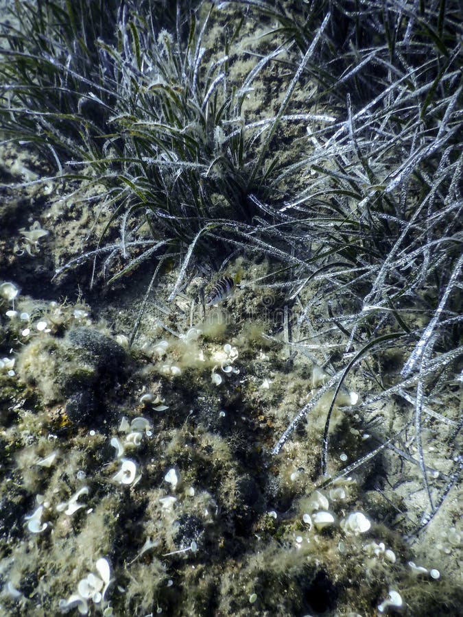 Sea Life Underwater, Underwater Life Stock Photo - Image of vibrant ... Sea Life Underwater, Underwater Life Stock Photo - Image of vibrant ...