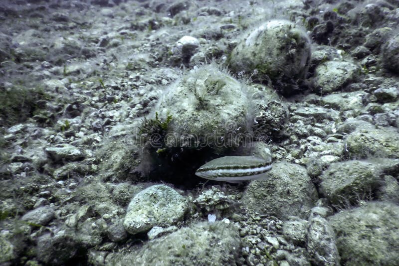 Sea Life Underwater, Underwater Life Stock Photo - Image of life ...