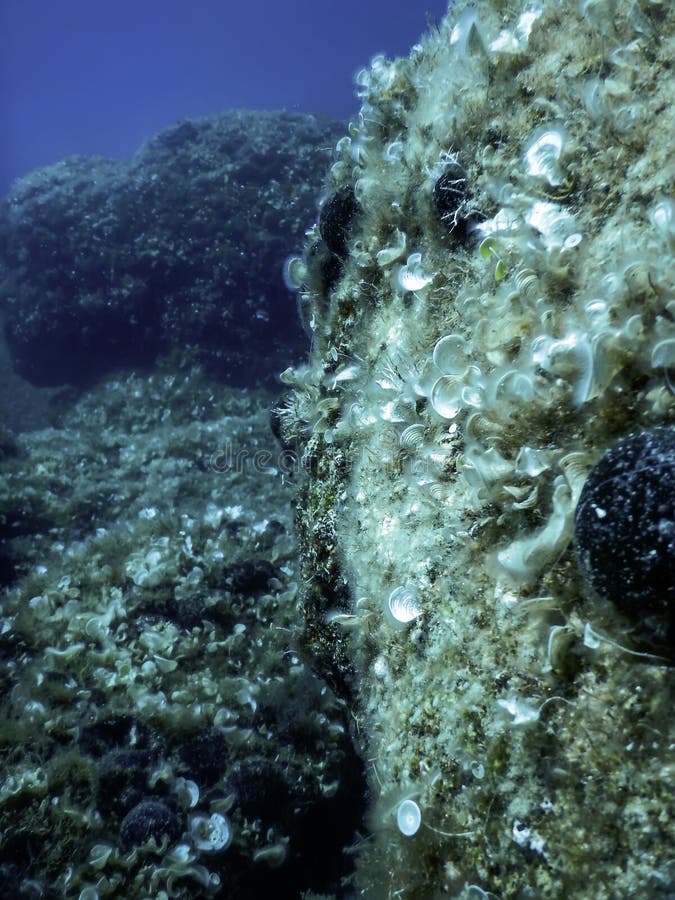 Sea Life Underwater, Underwater Life Stock Photo - Image of marine ... Sea Life Underwater, Underwater Life Stock Photo - Image of marine ...