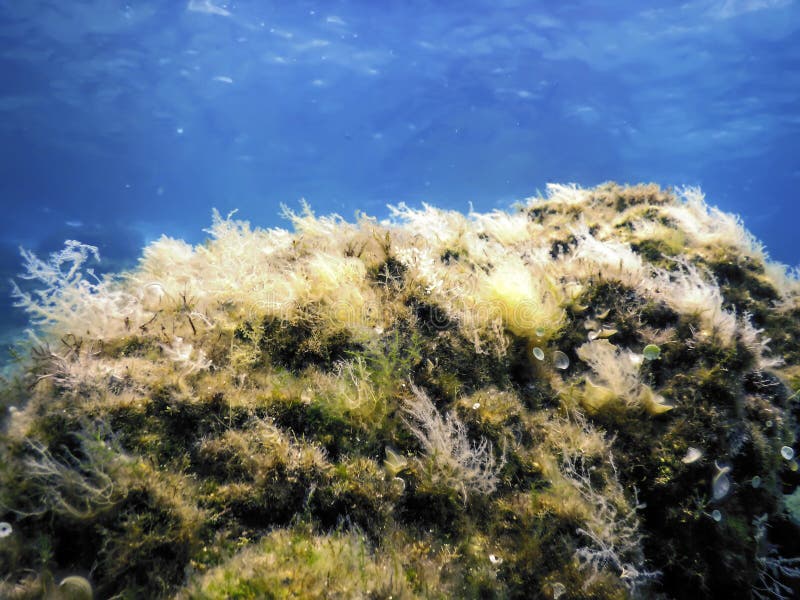 Sea Life Underwater, Underwater Life Stock Image - Image of ocean ...