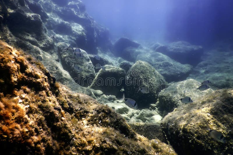 Sea Life Underwater, Underwater Life Stock Photo - Image of ...