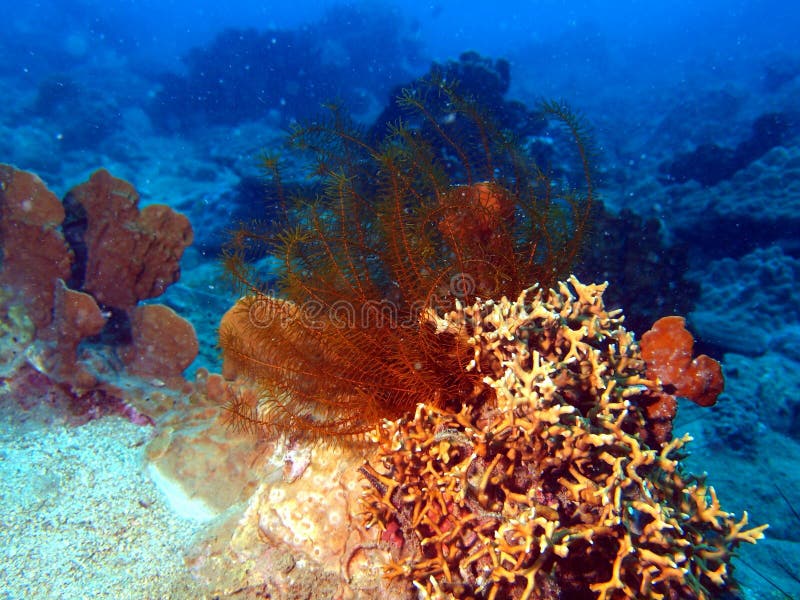 Sea lily stock image. Image of ocean, world, reef, water - 20818889