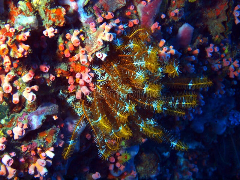 Sea lily stock photo. Image of invertebrate, reef, coral - 20820766