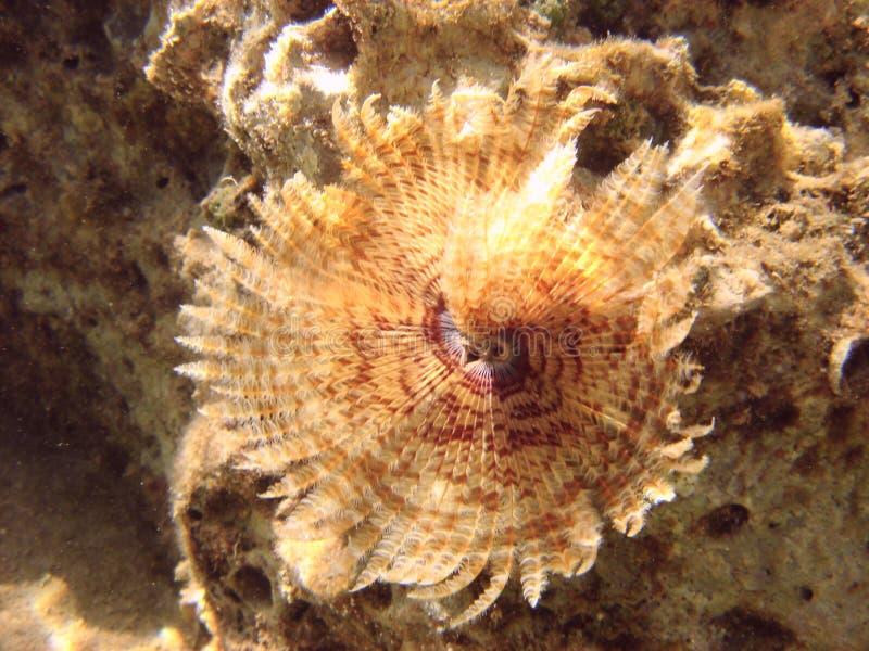 Sea Lily Picture. Image: 3319788