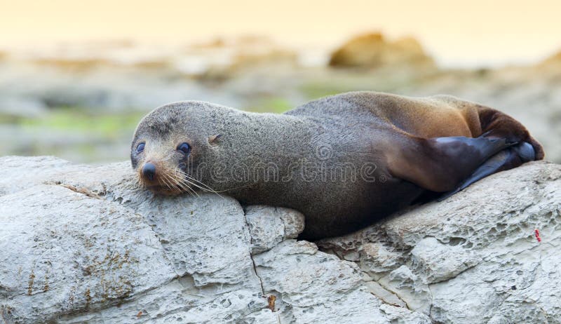 Sea Lion stock photo. Image of flippers, portrait, resting - 21192492