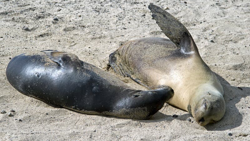 Sea-lion 5 stock image. Image of view, flippers, ocean - 25892093