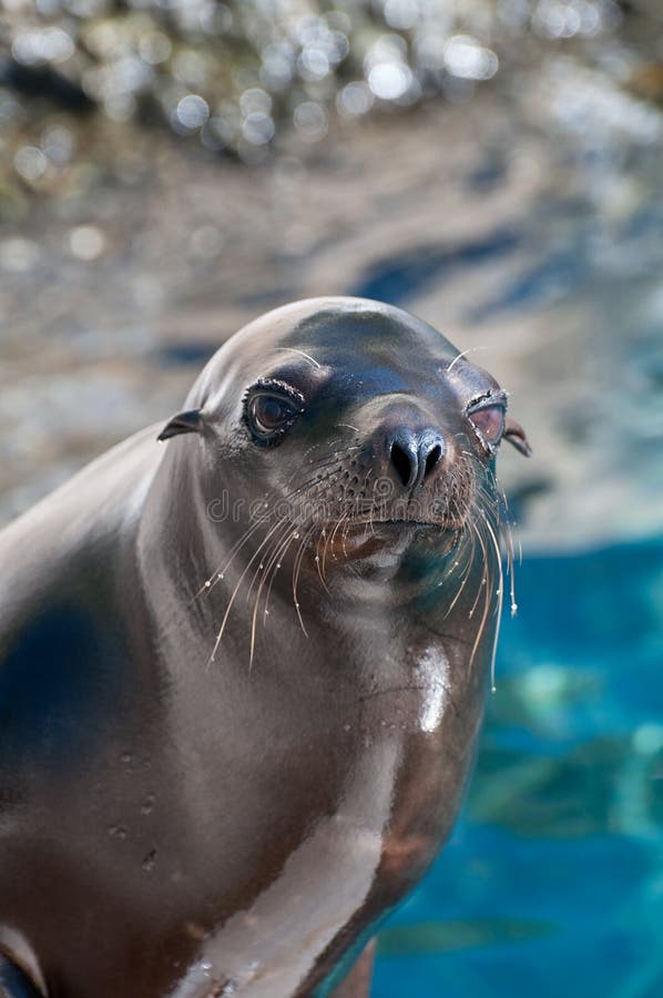 Sea Lion Picture. Image: 8150179