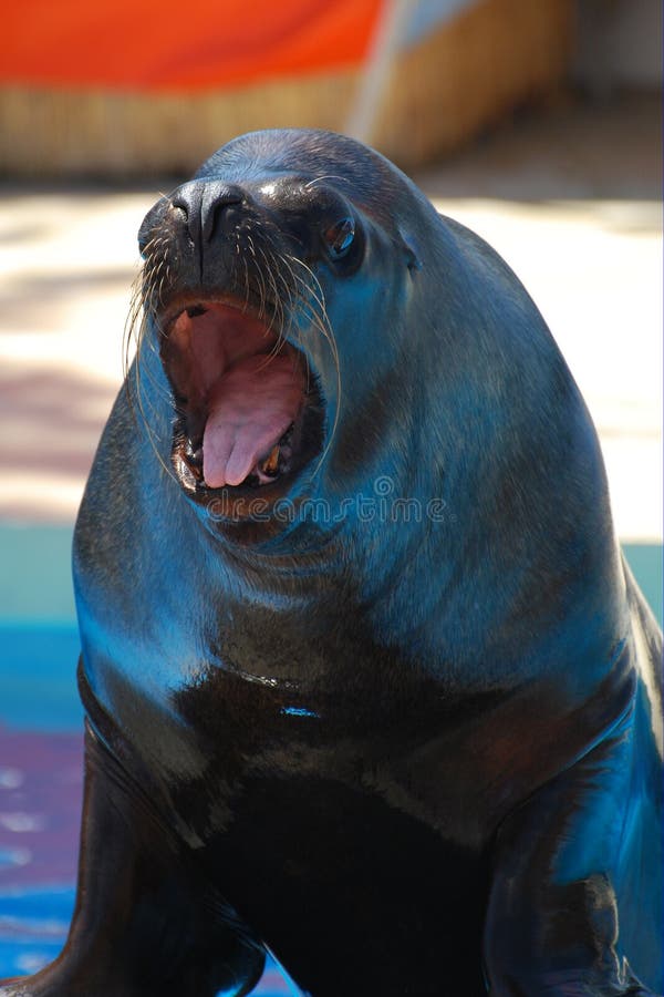 Sea lion stock photo. Image of meat, harbor, fish, pinnipedia - 8260780