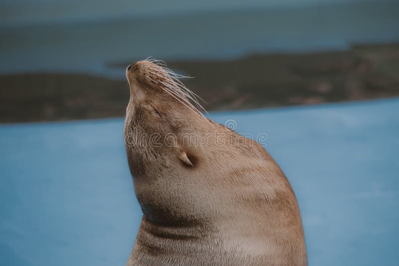 Sea Lion Sea Animal in the Zoo Stock Image - Image of lion, animal ...