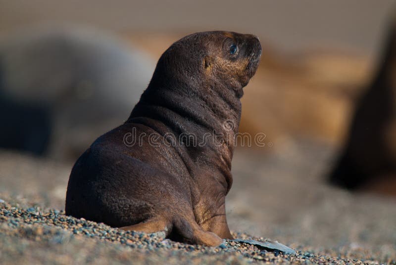 Sea Lion baby stock photo. Image of alantic, destination - 134121952