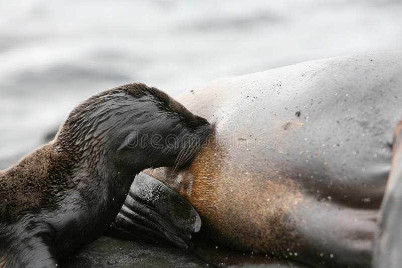 Sea Lion baby stock photo. Image of animal, life, beauty - 8995618