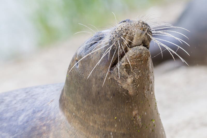 Sea Lion Closeup, Eating Fish Stock Image - Image of lion, ocean: 79839915