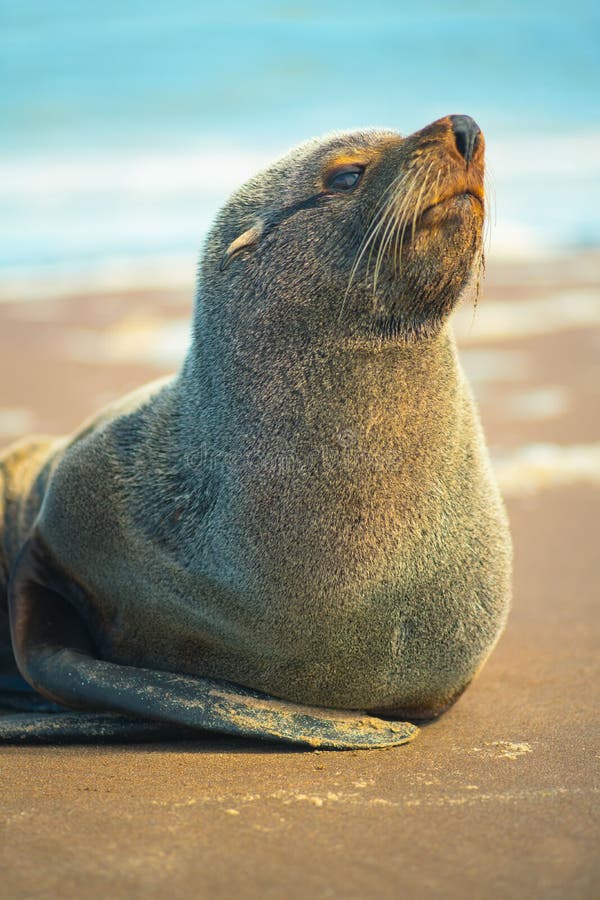 Sea lion on a coast sand stock image. Image of coast - 259003257