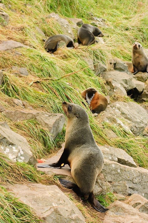 Sea lion colony stock photo. Image of animal, zealand - 16383936