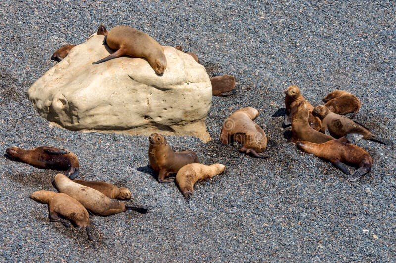Sea Lion Colony, Argentina stock image. Image of granite - 69012059