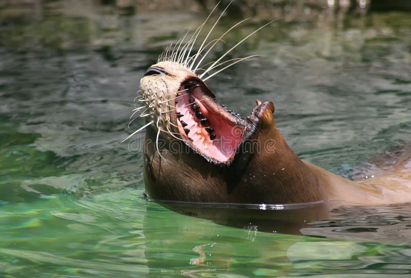 Sea Lion cry. stock photo. Image of ocean, mammal, show - 5896876