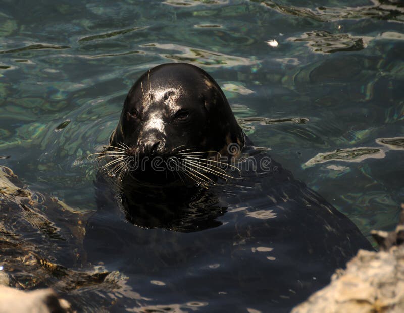 Sea lion head stock photo. Image of habitat, water, animal - 11113426