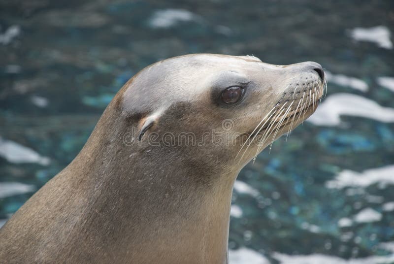 Sea lion head stock image. Image of profile, amphibian - 19320299