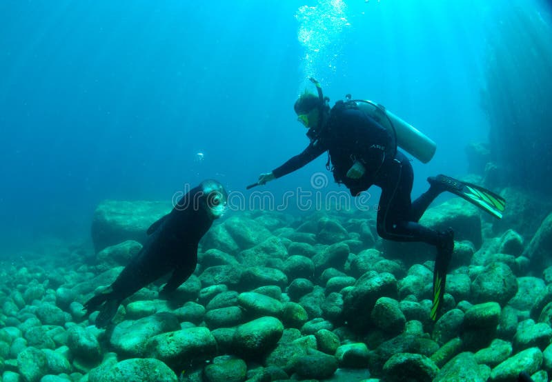 Sea Lion with Human in Ocean during Scuba Diving Stock Photo - Image of ...