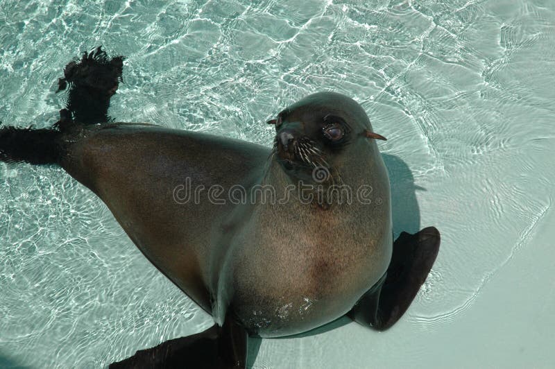 Sea lion in pool stock photo. Image of world, animals - 1254894