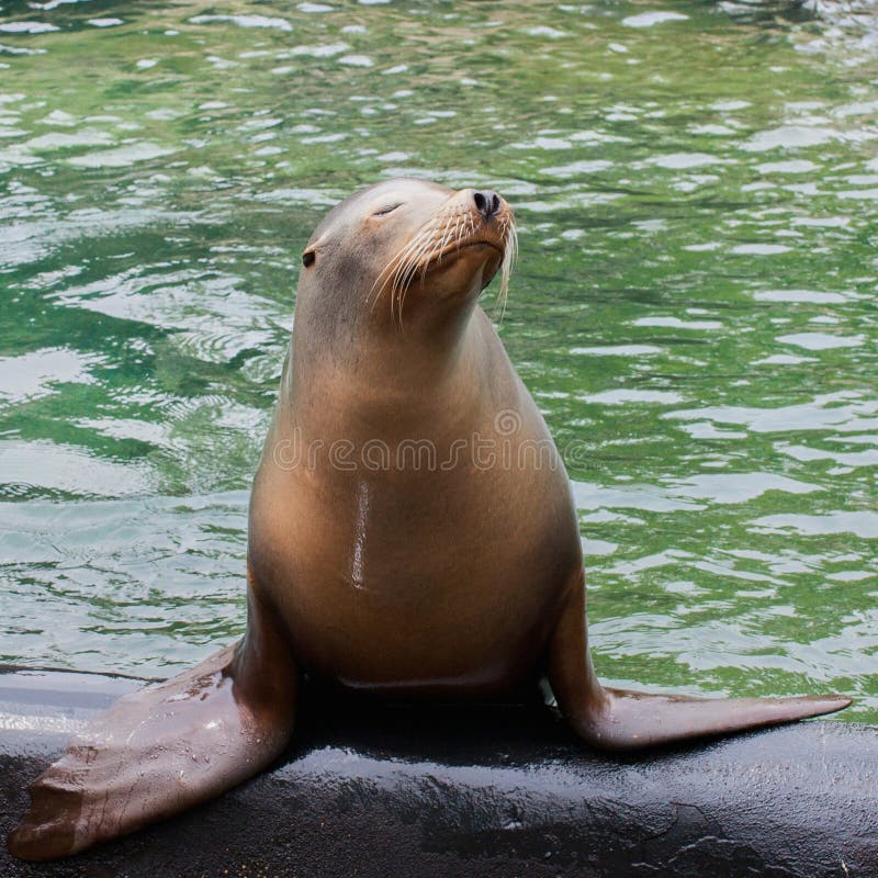 Sea Lion Posing for a Portrait Stock Image - Image of family, bizerta ...