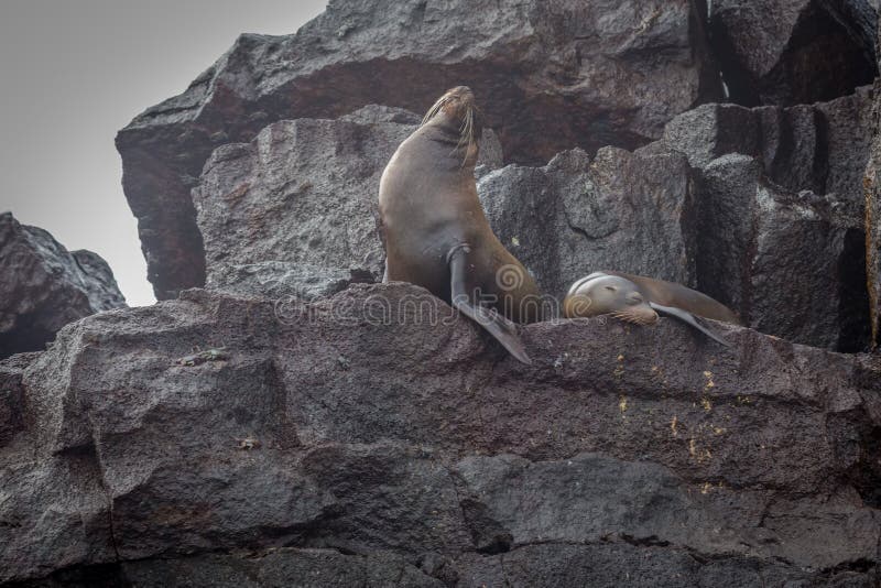 Sea Lion on Rocks stock photo. Image of rocks, island - 67027298