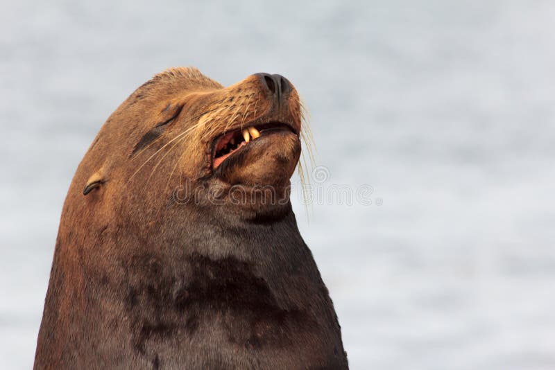 Sea Lion Sneers stock image. Image of teeth, face, close - 32996079