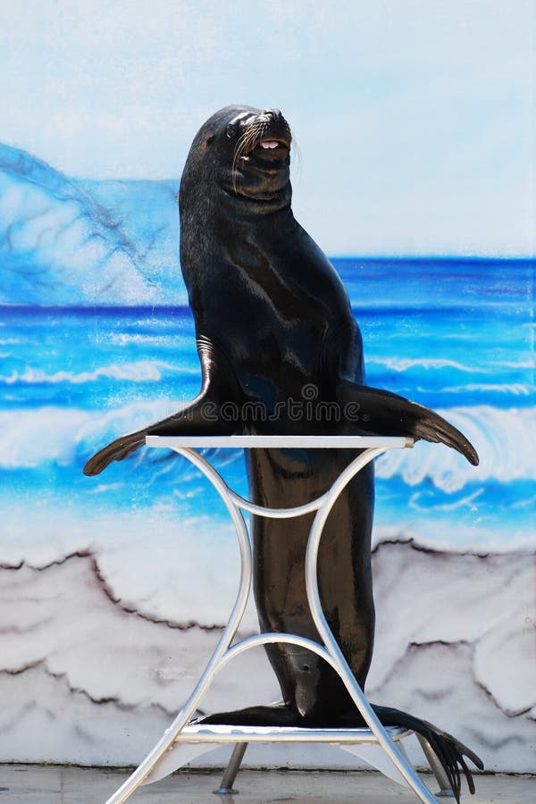 Sea lion on stand stock image. Image of pinnipedia, eating - 8260375