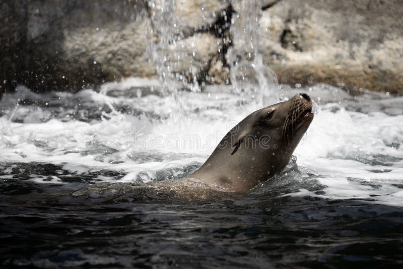 Sea Lion Swimming in a Pool Stock Image - Image of animal, swim: 254781833