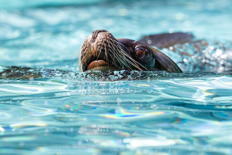 Sea Lion Swimming during a Show Stock Image - Image of vertebrate ...