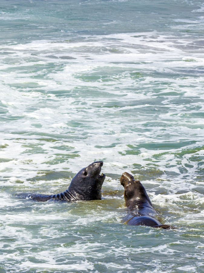 Sea Lions Fight in the Waves of the Ocean Stock Photo - Image of coast ...