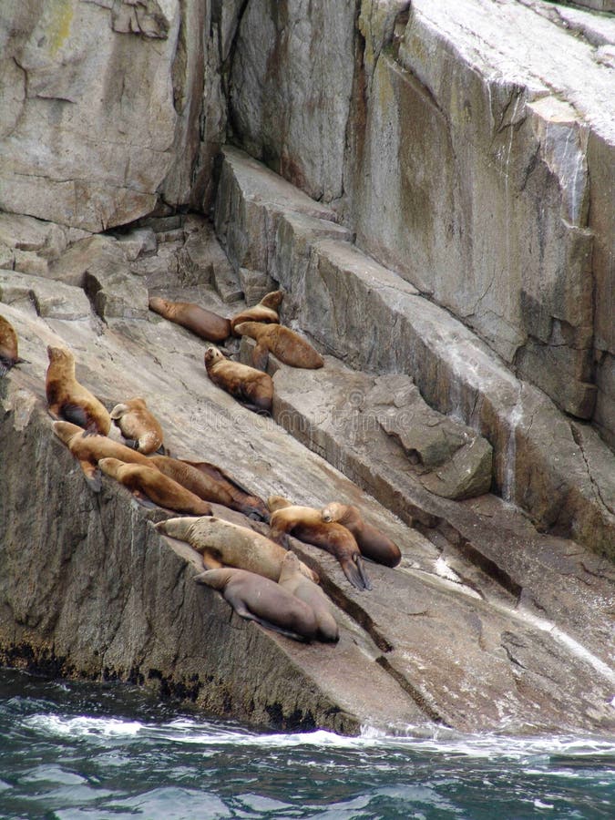 Sea lions on rock stock image. Image of beached, cliff - 12259937