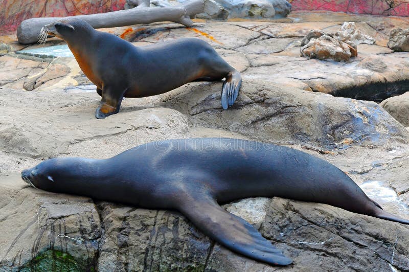 Sea lions on the rock stock image. Image of cute, wildlife - 27712149