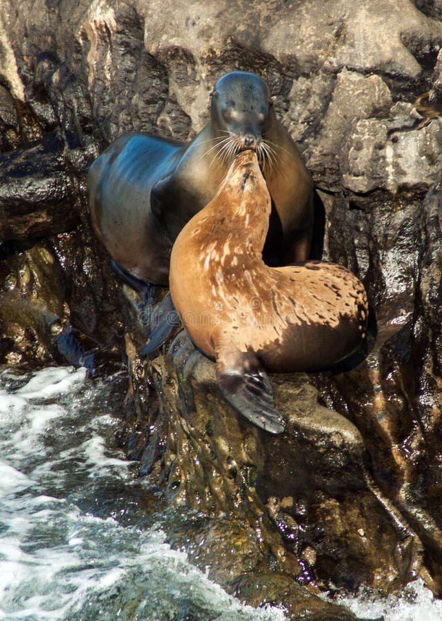 Sea lions on rocks stock image. Image of grey, beach - 28964205