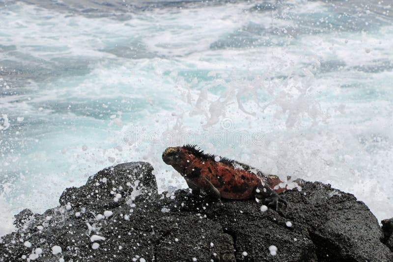 Sea Lizard in the Galapagos Islands Stock Photo - Image of dragon ...
