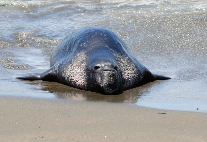 Sea loin stock image. Image of coast, life, west, california - 25935957