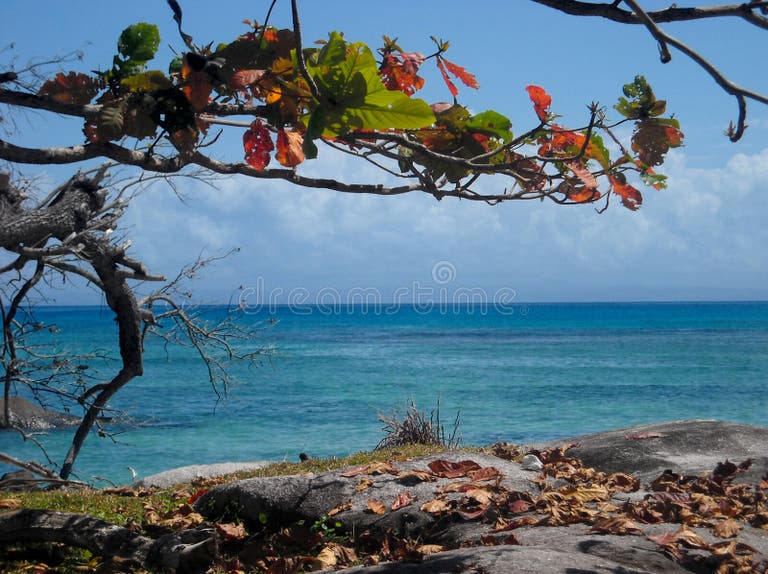 12,654 Nature Beauty Madagascar Stock Photos - Free & Royalty-Free ...